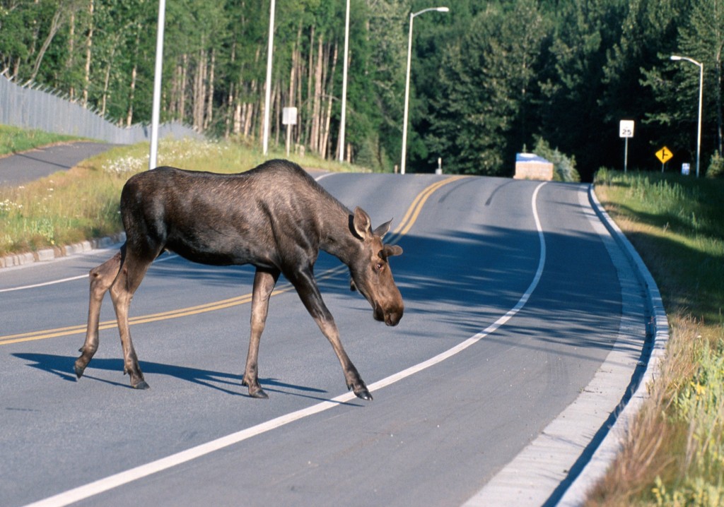 What You Should Do If There's An Animal On the Road - Defensive Driving