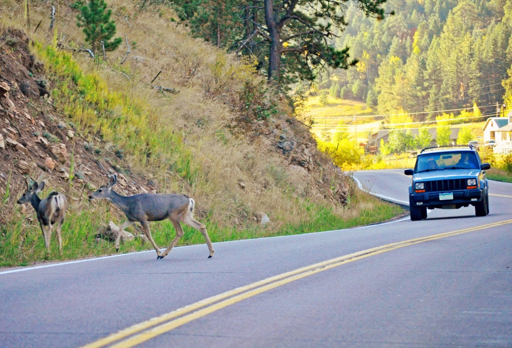 5 Tips To Help You Avoid Deer-Vehicle Collisions - Defensive Driving